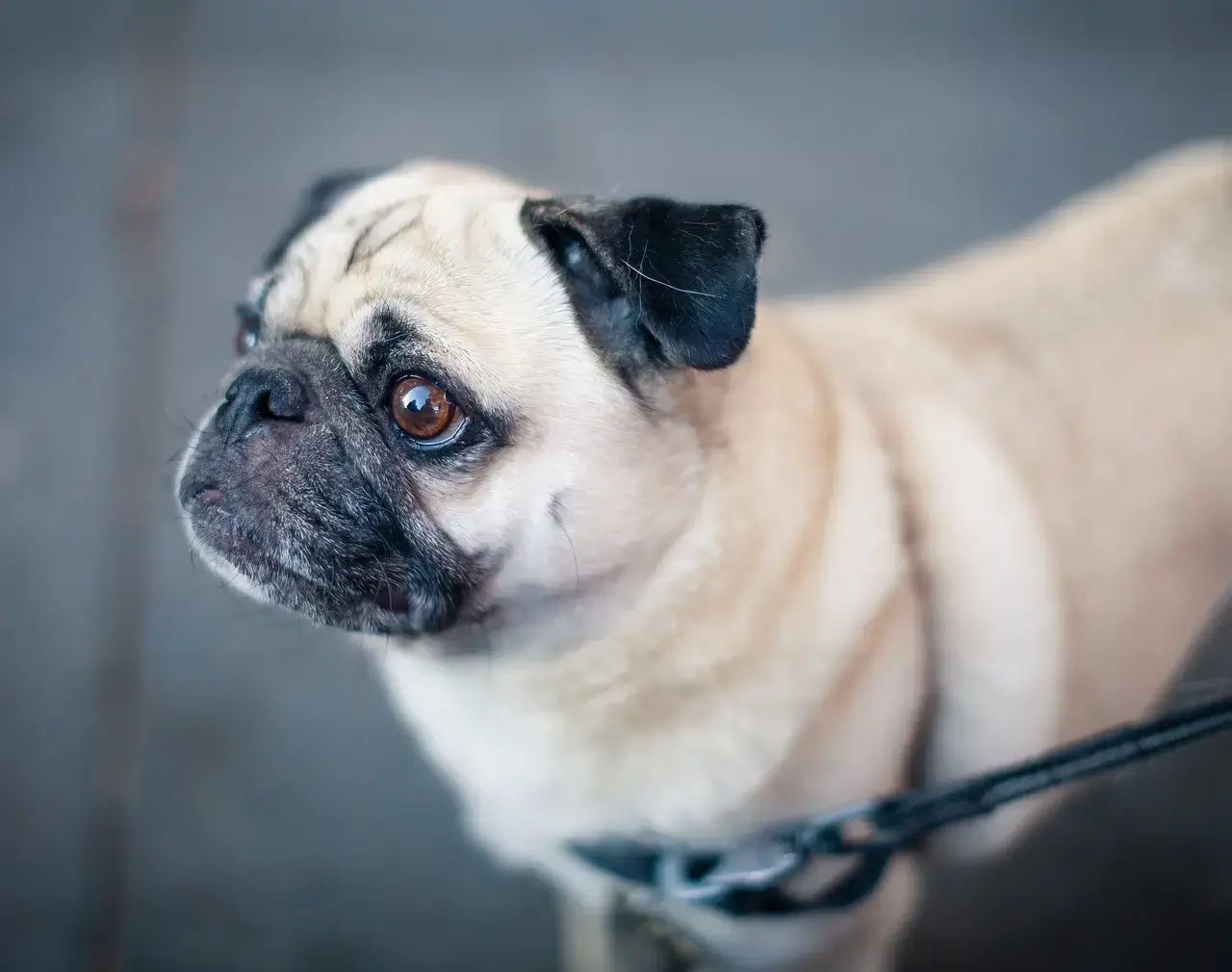 Cachorro Lambe o Dono - Universo Canino